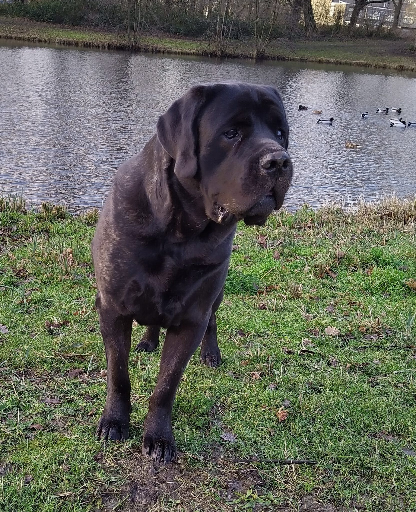Engelse Mastiff Ronja heeft haar grote rustige gouden mand gevonden ...