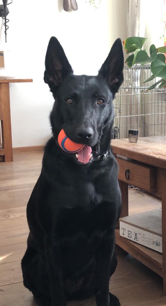 Hond zoekt baasje – N’Djoy