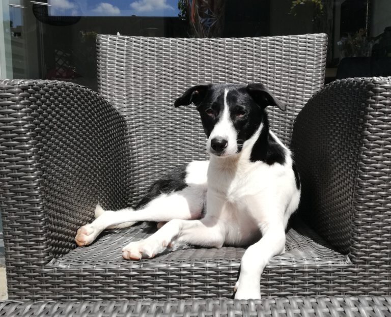 Hond zoekt baasje – N’Djoy