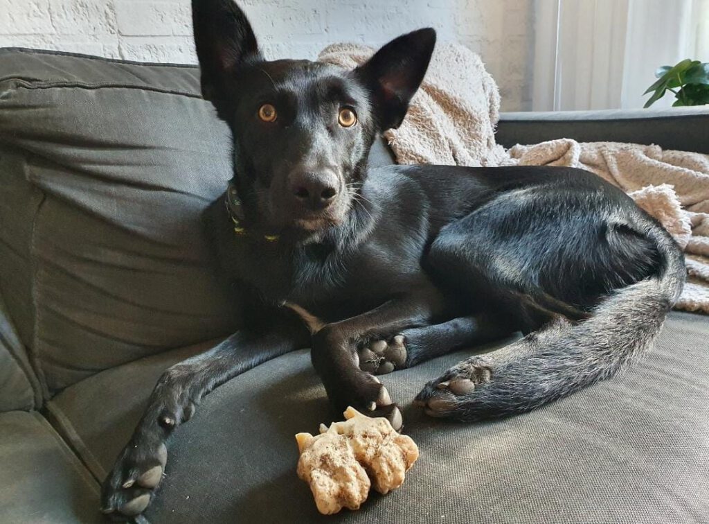 Hond zoekt baasje – N’Djoy