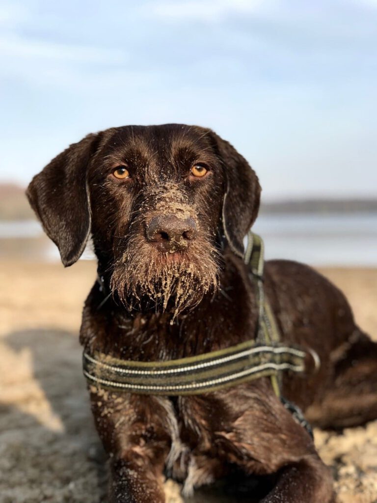 Hond zoekt baasje – N’Djoy