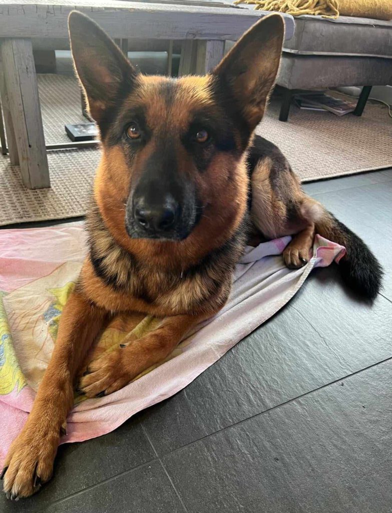 Hond zoekt baasje – N’Djoy